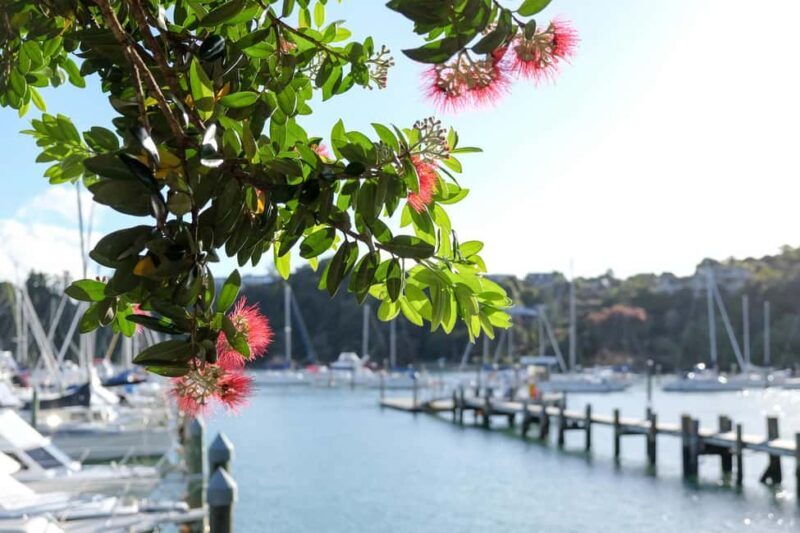 Bay of Islands: 1 Hour Scenic Bay of Islands Tour - A Practical Guide to the 1-Hour Scenic Tour