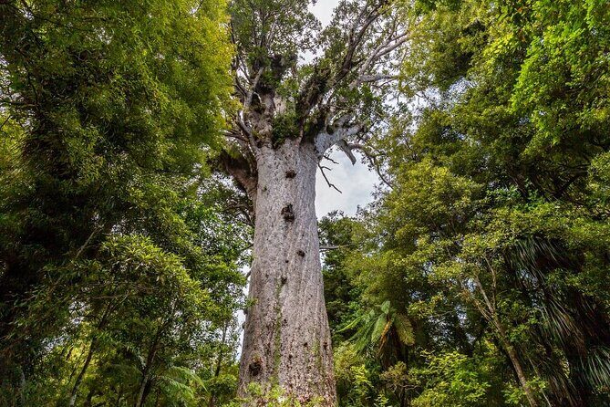 Bay of Islands 2-Day Small Group Tour & Cruise from Auckland - Authentic Traveler Feedback