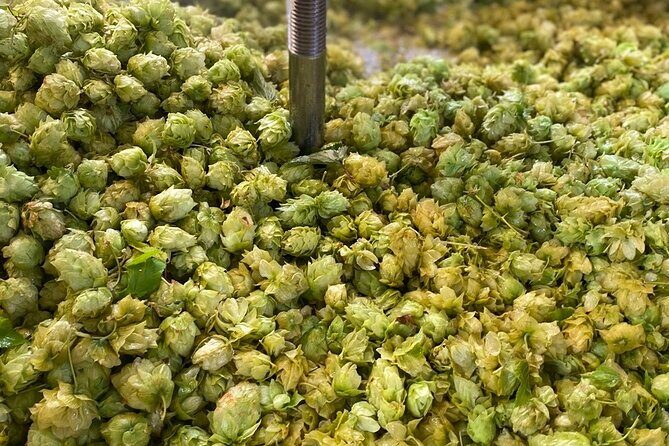 Bay of Islands Craft Beer Brewery Tour and Haruru Falls, Paihia - Who Should Consider This Tour?