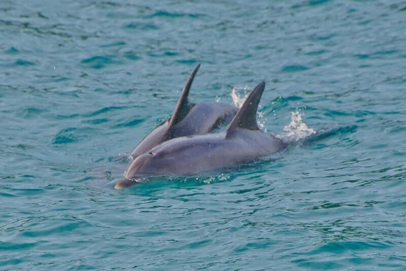Bay of Islands: Discover the Bay Cruise with Island Lunch - Final Thoughts