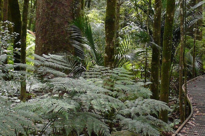 Bay of Islands Glow Worm Caves & Scenic Shore Excursion - What the Reviews Tell Us
