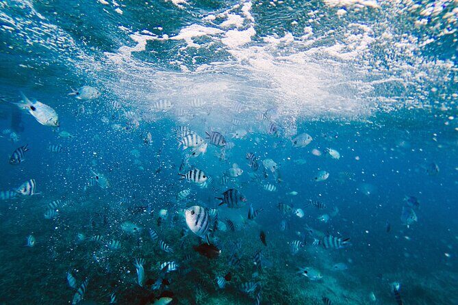 Bay of Islands Hole in the Rock Cruise Day Tour - The Sum Up