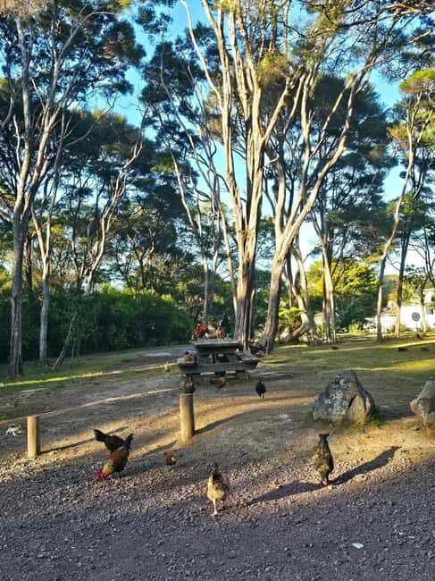 Bay of Islands - Mini Tour (75-90 mins) - Final Thoughts
