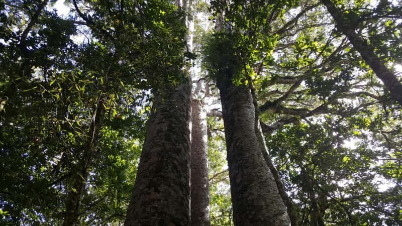 Bay of Islands: Puketi Kauri Forest Guided Tour - Key Points
