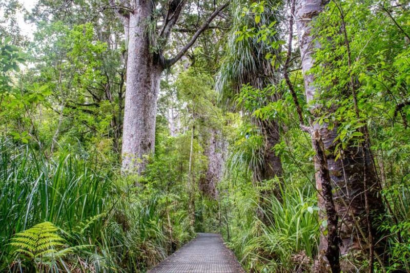 Bay of Islands: Puketi Kauri Forest Guided Tour - Discovering the Puketi Kauri Forest