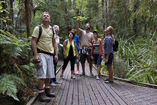 Bay of Islands Shore Excursion: Puketi Rainforest Guided Walk - Introduction