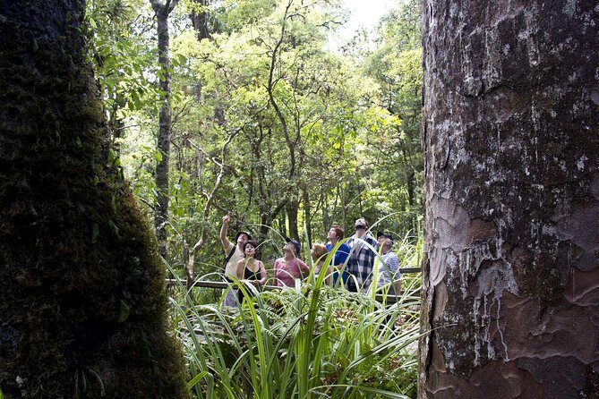 Bay of Islands Shore Excursion: Puketi Rainforest Guided Walk - An In-Depth Look at the Puketi Rainforest Walk