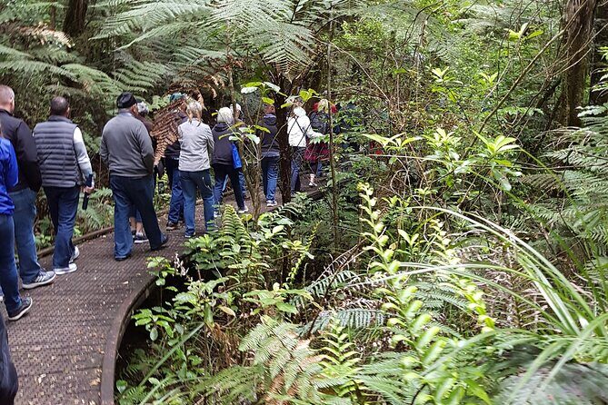 Bay of Islands Shore Excursion: Puketi Rainforest Guided Walk - Authenticity & Unique Selling Points
