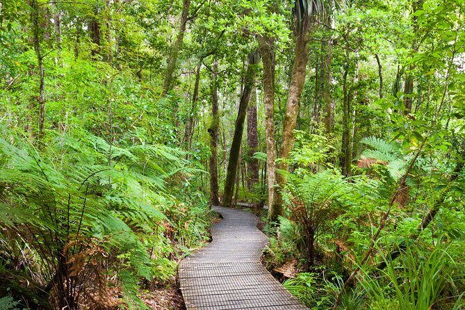 Bay of Islands Shore Excursion: Puketi Rainforest Guided Walk - Who Will Love This Tour?