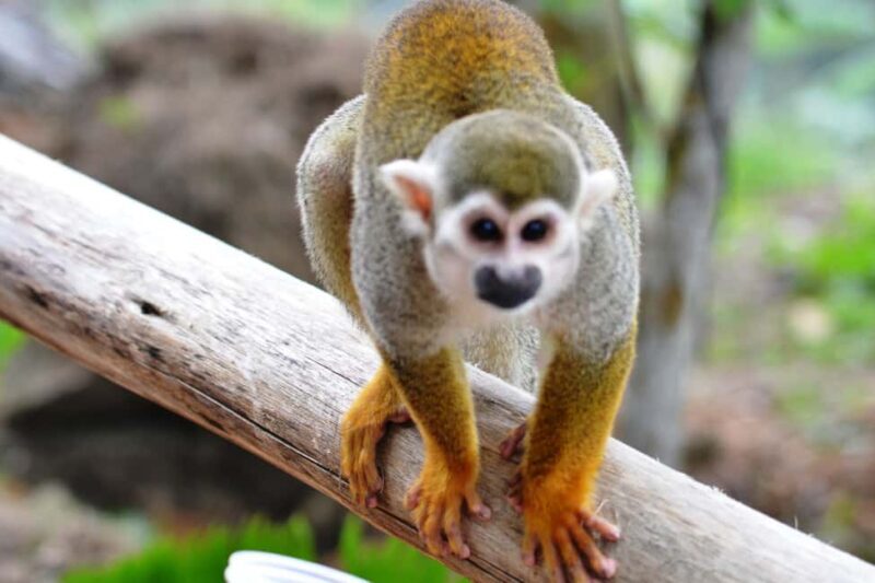 Bayahibe/La Romana: 4x4 Buggy and Monkeyland Tour - An Overview of the Tour Experience