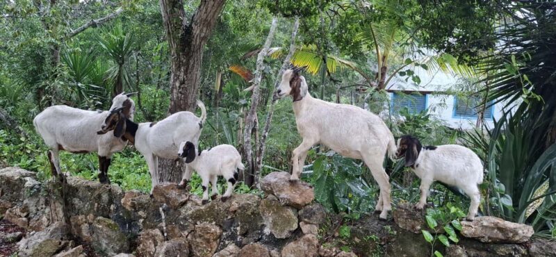 Bayahibe: National Park Jungle Walk & Snorkeling in Cenotes - Final Thoughts