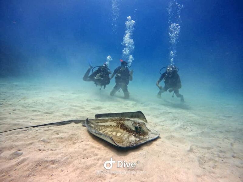 Bayahibe: PADI Open Water Course by Go Dive Bayahibe - The Value of the Experience