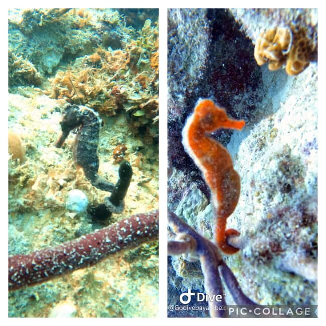 Bayahibe: Scuba Diving Initiation by Go Dive Bayahibe - An Engaging Introduction to Underwater Adventures in Bayahibe