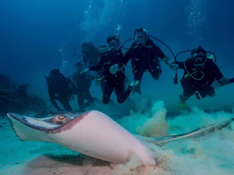 Bayhibe: Private 2 Tank Scuba Dive tour in the National Park - Key Points