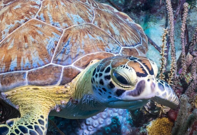 Bayhibe: Private 2 Tank Scuba Dive tour in the National Park - Transportation and Convenience