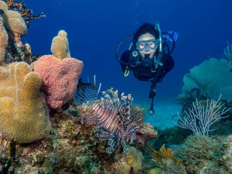 Bayhibe: Private 2 Tank Scuba Dive tour in the National Park - Authentic Encounters and the Marine Environment