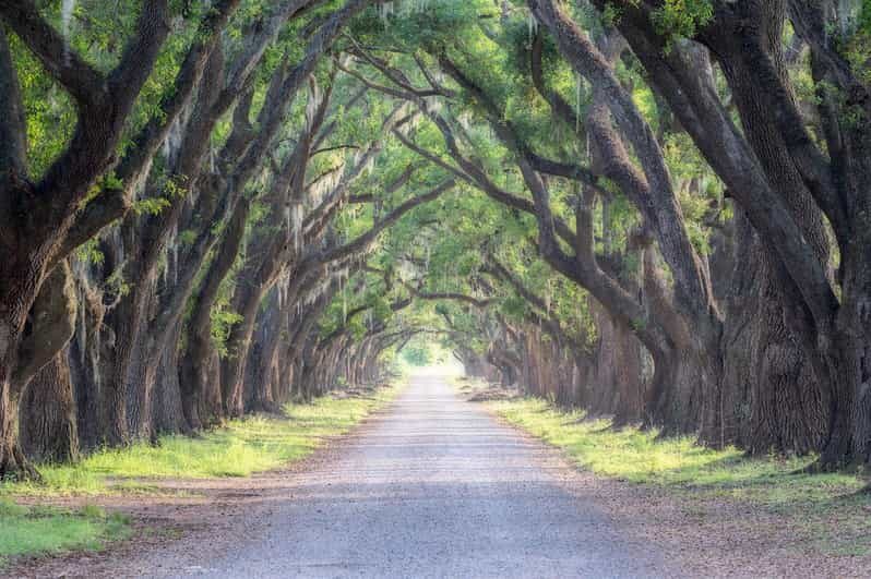 Bayous And Byways, Oak Alley Plantation And Kayak Swamp Tour - Analyzing the Value