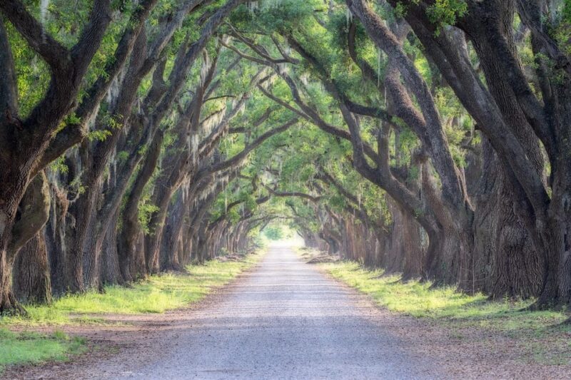 Bayous And Byways, Oak Alley Plantation And Kayak Swamp Tour - Who Is This Tour Best Suited For?