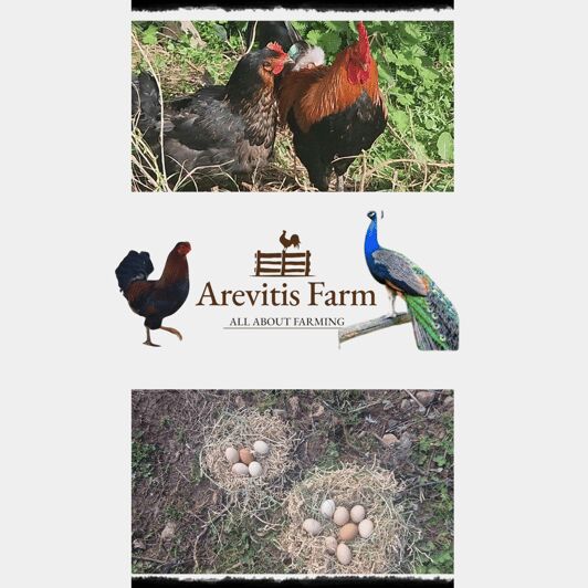 Be A Farmer for A Day in Arevitis Farm! - Who Will Appreciate This Tour?