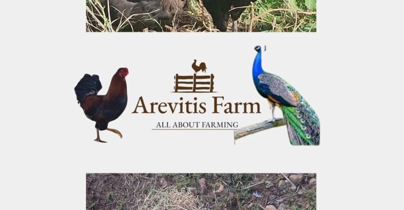 Be A Farmer for A Day in Arevitis Farm! - FAQs