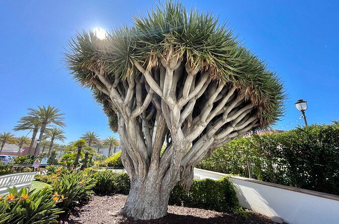 Beach and shopping Tour in San Diego (Private) - FAQs