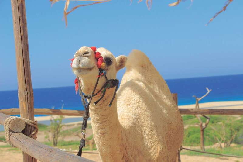 Beach ATV & Camel Ride COMBO in Cabo by Cactus Tours Park - Practical Tips for Participants