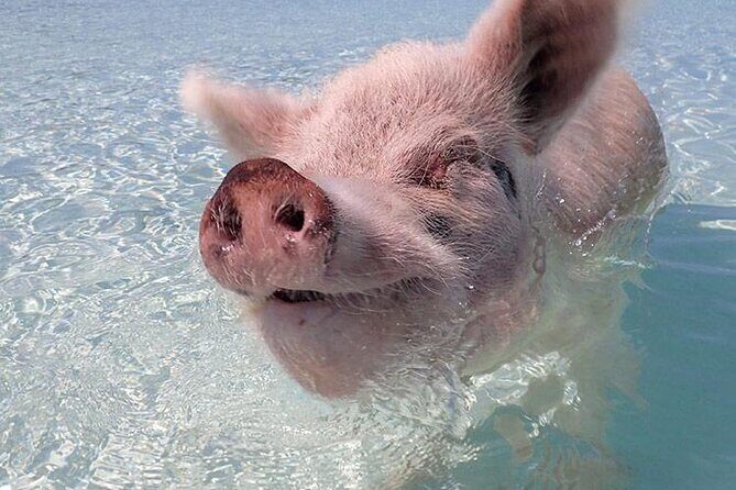 Beach Day Swim with Turtles and Pigs Excursion in Nassau - Key Points