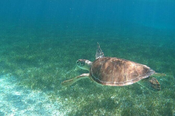 Beach Day Swim with Turtles and Pigs Excursion in Nassau - An Honest Look at the Tour Experience