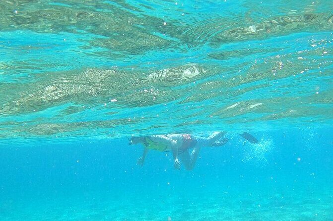 Beach Day Swim with Turtles and Pigs Excursion in Nassau - Final Thoughts: Is It Worth It?