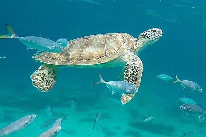 Beach hopping Private Jeep Tour with Champagne included - Key Points