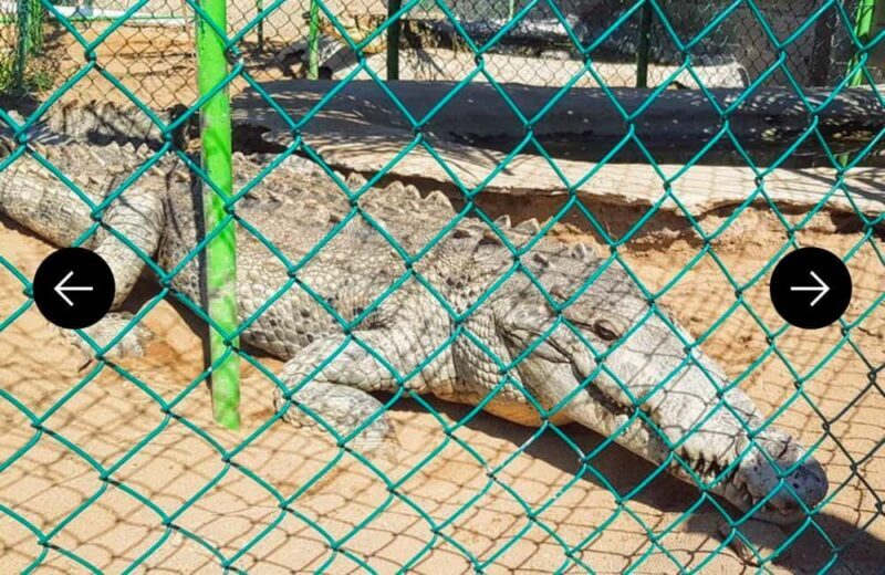 .Beach Horse Riding Turtle Release Crocodile Farm Experience - Starting Point and Logistics