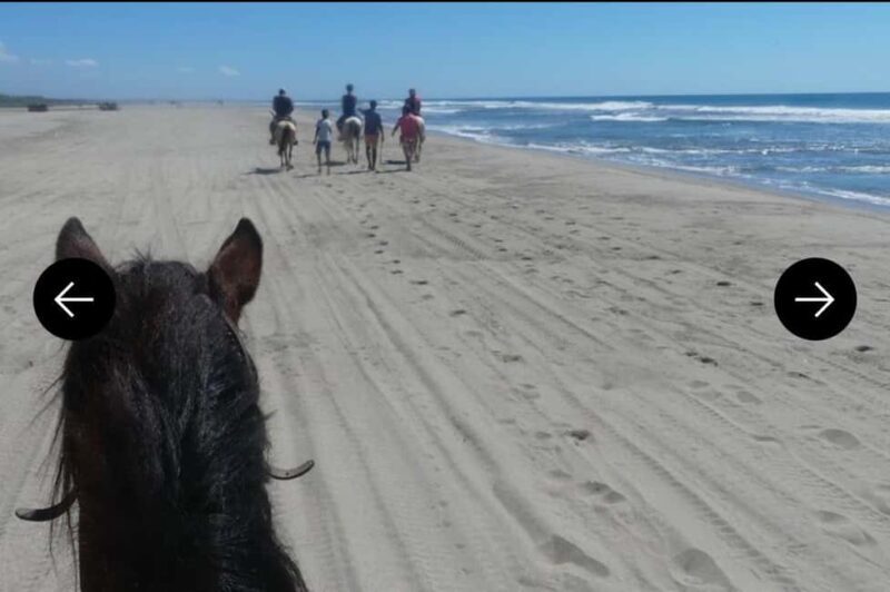.Beach Horse Riding Turtle Release Crocodile Farm Experience - Visiting the Crocodile Farm