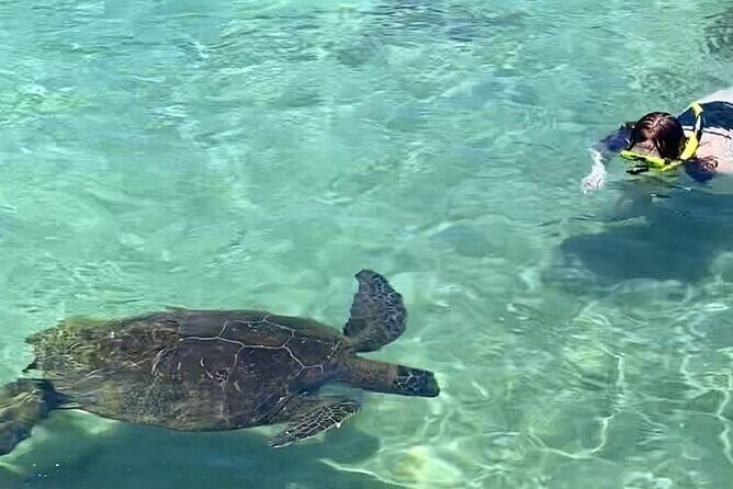 Beach Snorkel - Sea Turtle and Black Sand Lagoon - Key Points