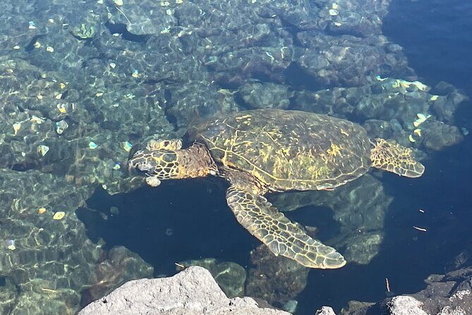 Beach Snorkel - Sea Turtle and Black Sand Lagoon - Reviews and Authentic Perspectives
