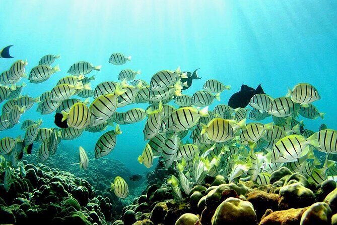Beach Snorkel - Sea Turtle and Black Sand Lagoon - Price and Value Analysis