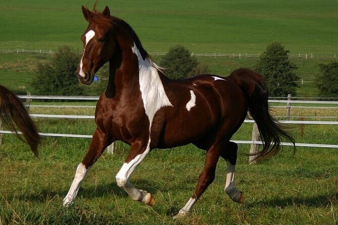 Beach Sunset on Horse Riding in Punta Cana(Private Option) - Frequently Asked Questions