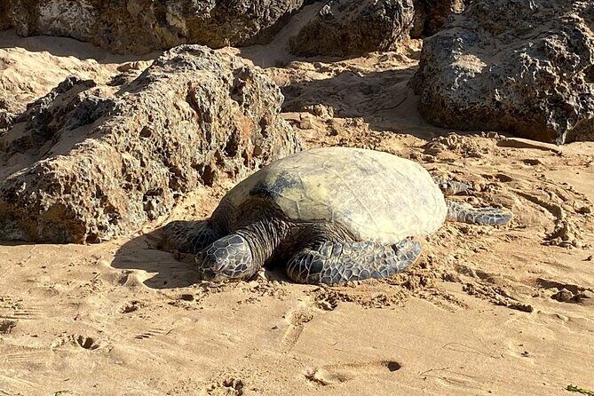 Beaches, Food & Aloha: Private Oahu Tour - FAQ