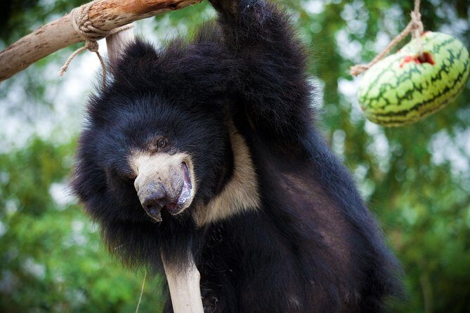 Bear Rescue Center and Wonderful Taj Mahal - Stop 1: The Taj Mahal