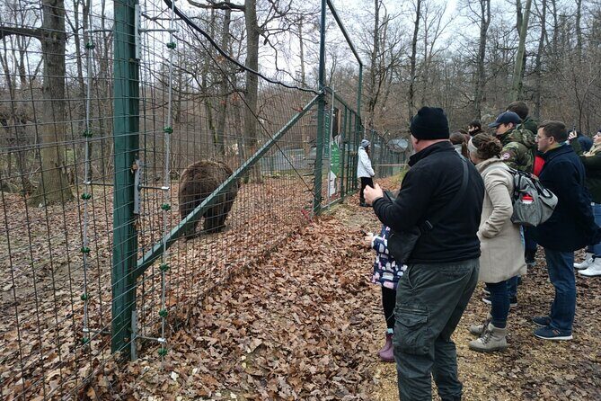 Bear Sanctuary and Bran Castle from Brasov - An Honest Look at the Tour Experience
