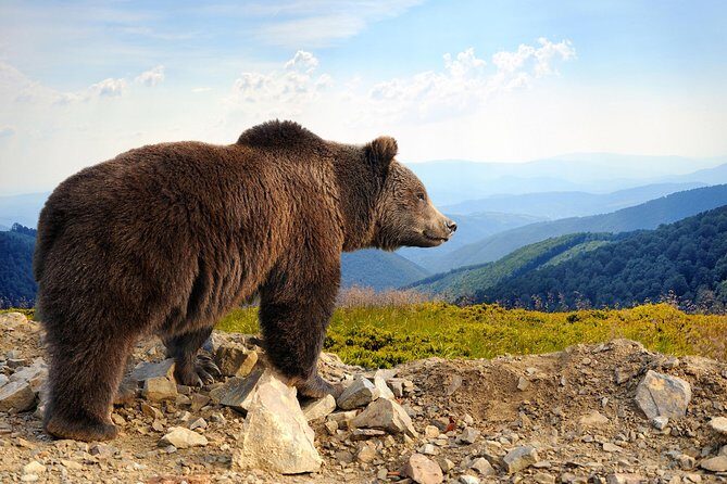 Bear Sanctuary and Bran Castle with a Professional Licensed GuideDay Trip - The Top Highlights of the Tour