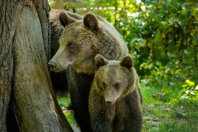 Bear Sanctuary and Dracula's Castle, 1-day Private Tour - An Introduction to the Experience