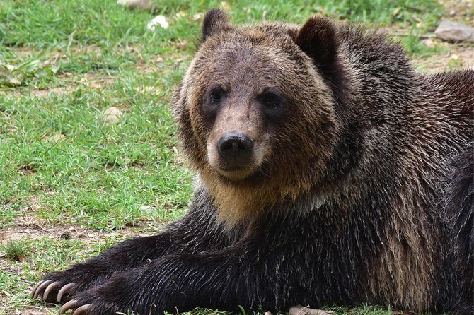 Bear Sanctuary and Dracula's Castle, 1-day Private Tour - The Value of Your Investment