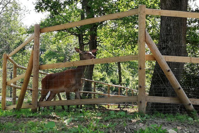 Bear Sanctuary and Dracula's Castle, 1-day Private Tour - Authentic Aspects and Hidden Gems
