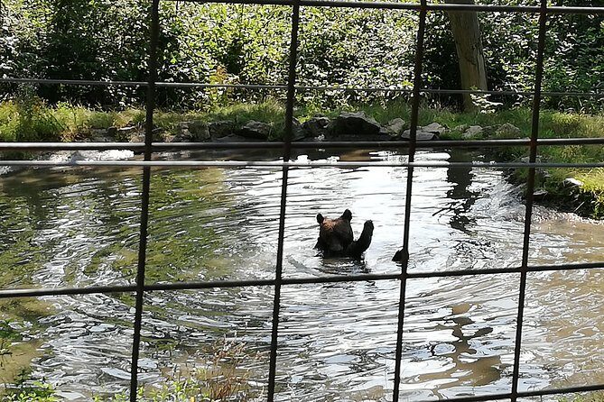 Bear Sanctuary and Dracula's Castle, 1-day Private Tour - Who Should Consider This Tour?