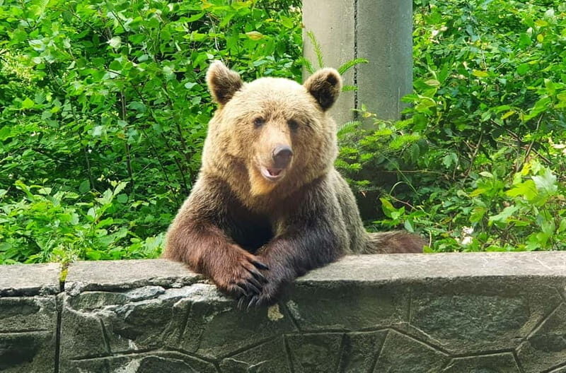 Bear Sanctuary, Dracula's Castle and Brasov | Private Tour - Key Points
