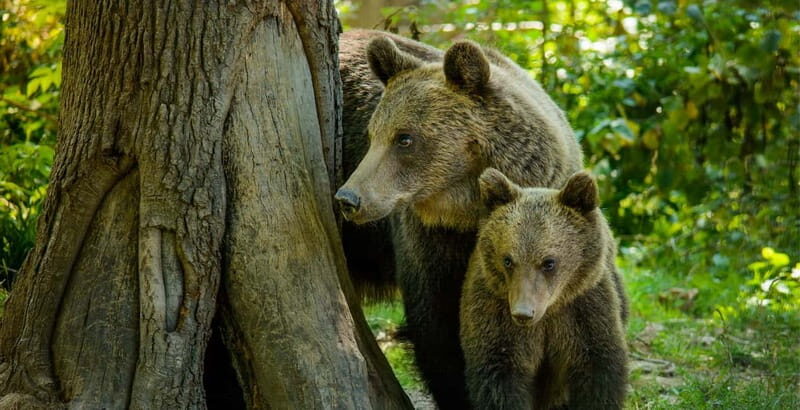 Bear Sanctuary, Dracula's Castle and Brasov | Private Tour - Who Will Love This Tour?
