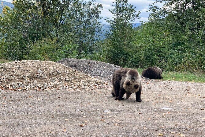 Bear Sanctuary & Rasnov Fortress - Private day tour from Bucharest - Visiting the Libearty Bear Sanctuary