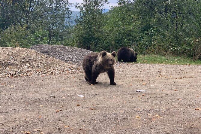 Bear Sanctuary & Rasnov Fortress - Private day tour from Bucharest - Who Should Consider This Tour?