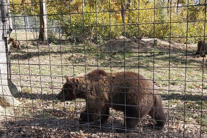 Bear Sanctuary Zarnesti,Bran Castle,Rasnov Fortres w/Hotel pickup - FAQ