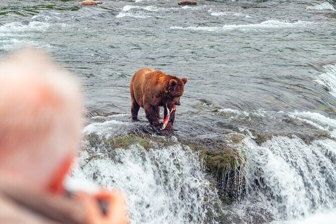 Bear Viewing at Brooks Falls in Katmai National Park - First Impressions